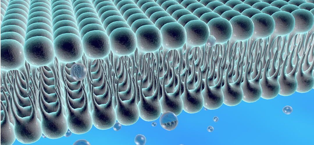 Fosfolipider | Vad Är Fosfolipider? Läs Allt Om Det Här → Klicka Här